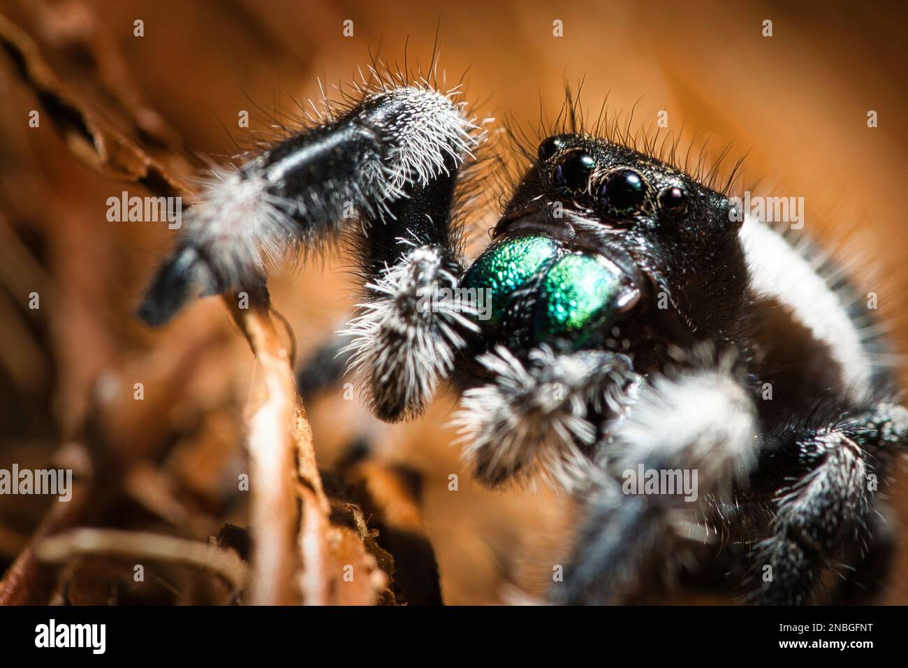 A closeup of a jumping spider eating the prey Stock Photo - Alamy