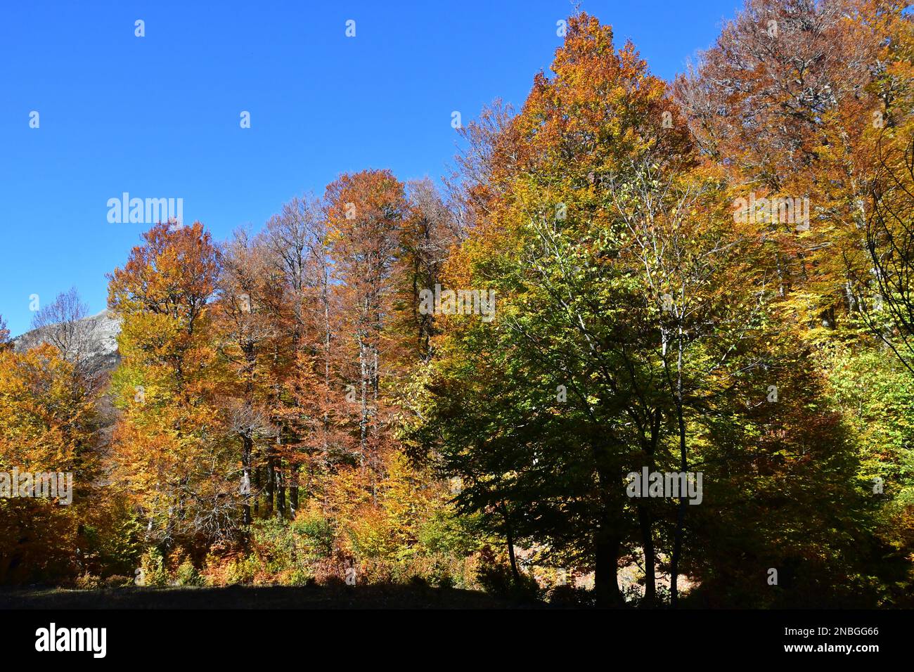 Forest in the Pyrenees, different trees species in autumn Stock Photo ...