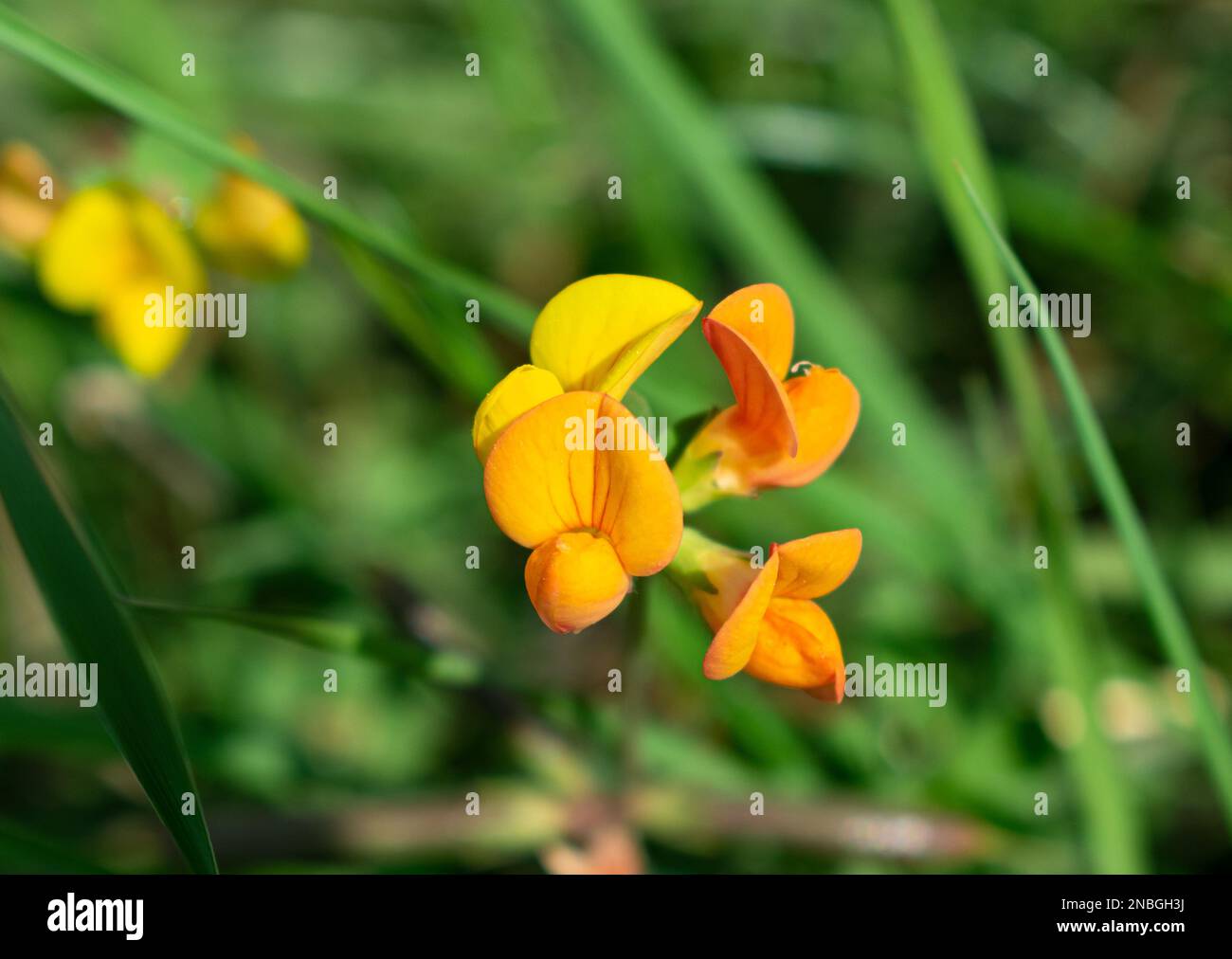 close-up flowers in spring, yellow pink and purple Stock Photo - Alamy