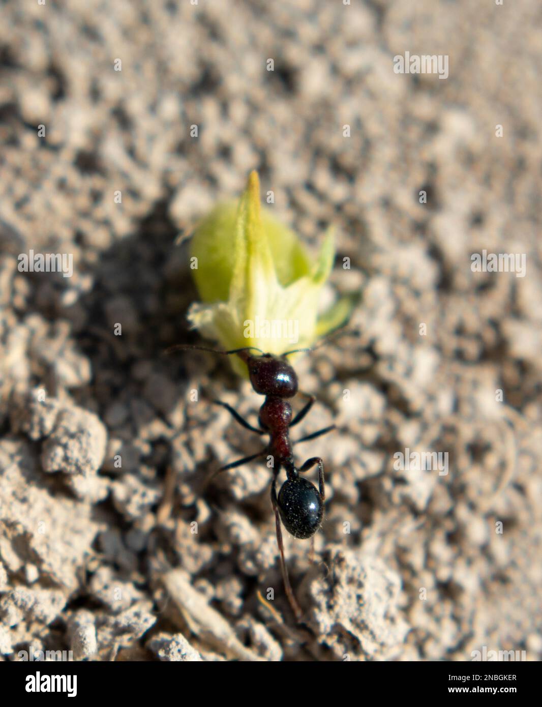An ant carrying something larger than its size Stock Photo - Alamy