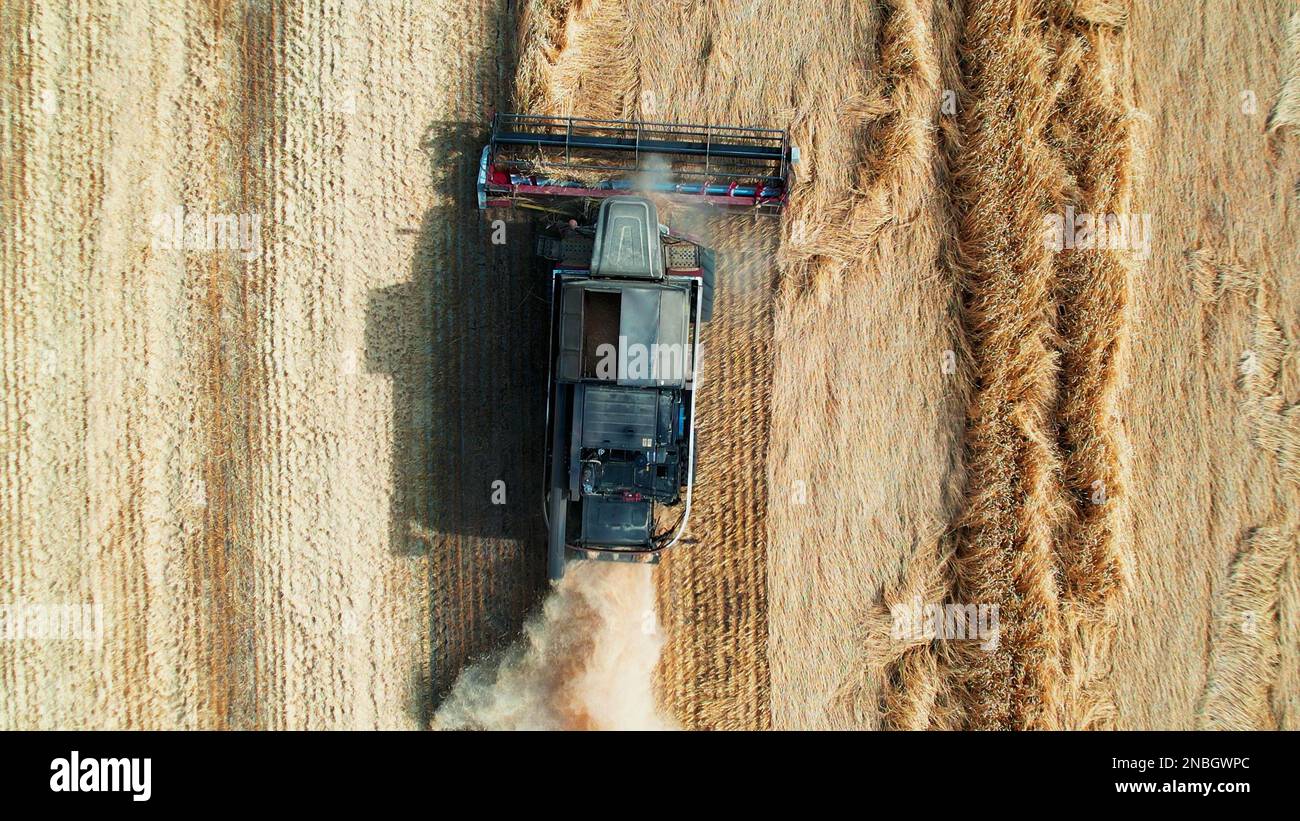 Drone aerial footage of harvesters gathering grain crops from ...
