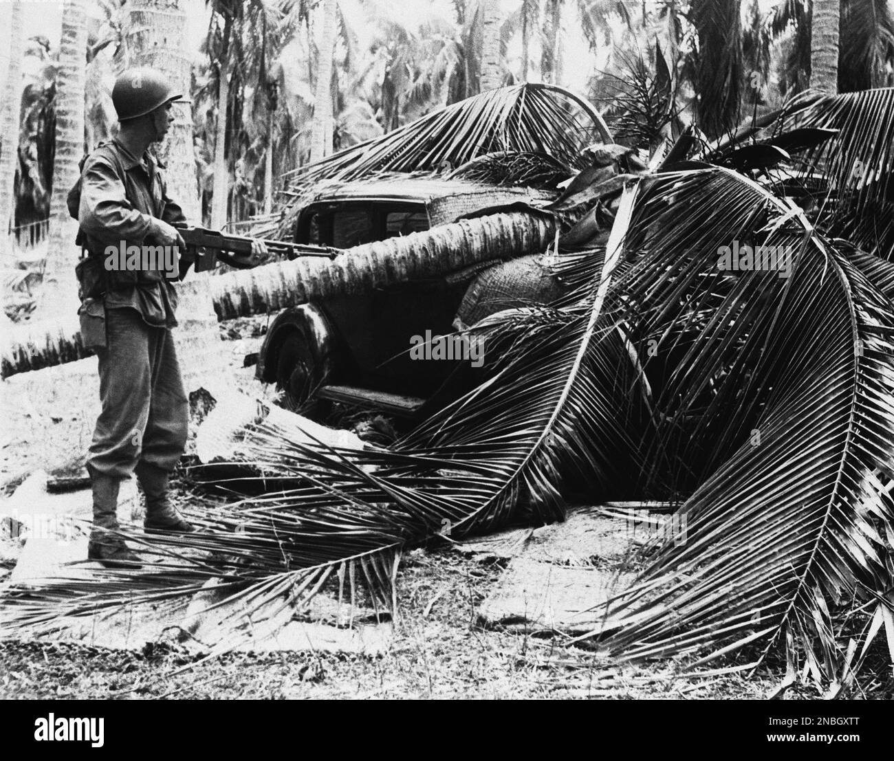An American shell knocked this palm tree down on a Japanese automobile ...