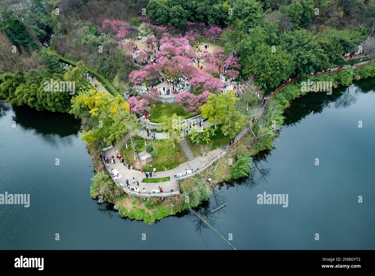 Plum blossoms are in full bloom in a wetland park, attracting people to ...