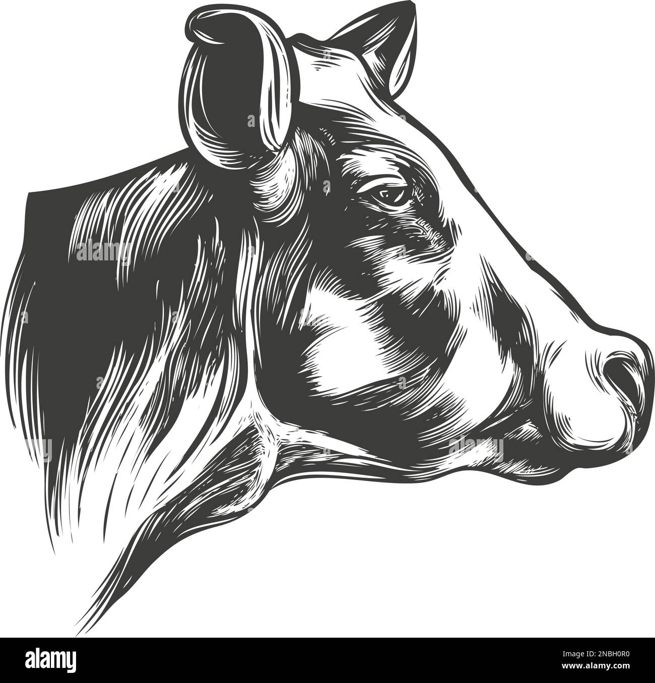 cow - domestic animal, farm hand drawn vector illustration realistic ...