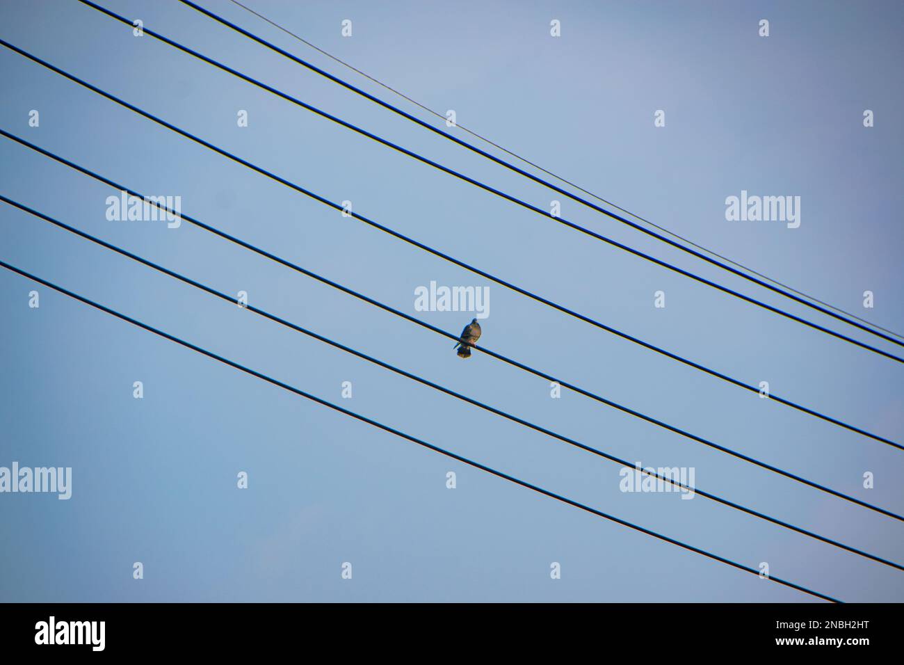 Racing Pigeon (Columba livia domestica) Adult,stray ,perched on fence ...