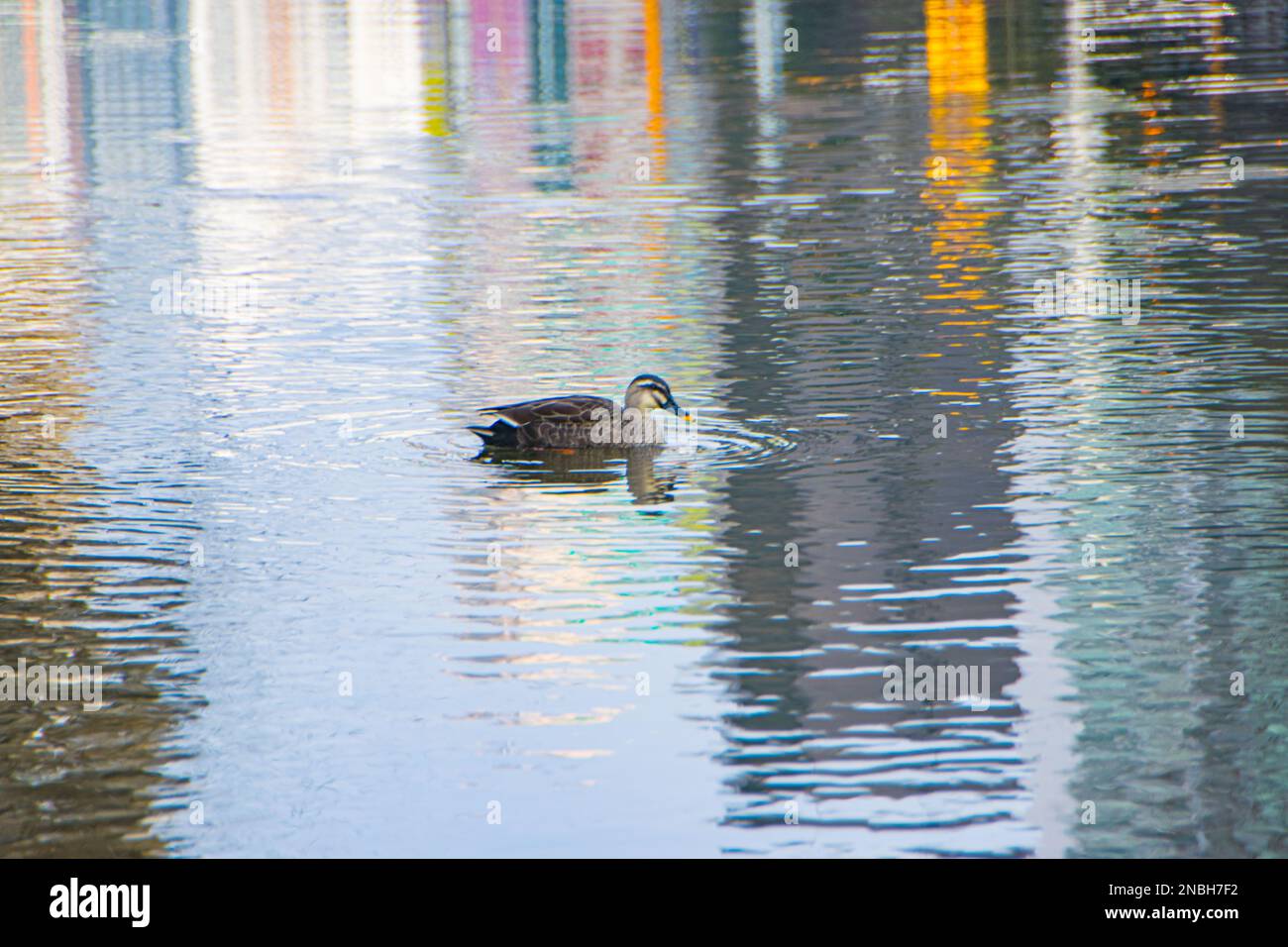 Adult duck with many ducklings sits on green shore of pond. The ...