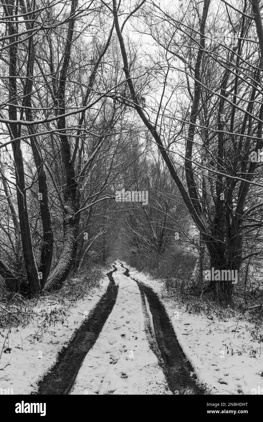 Drive through a tree Black and White Stock Photos & Images - Alamy