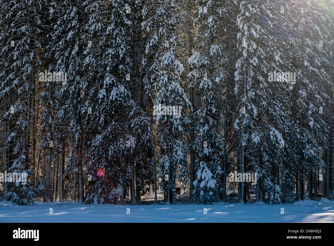 A group of snow-covered trees in Yosemite national park is highlighted ...