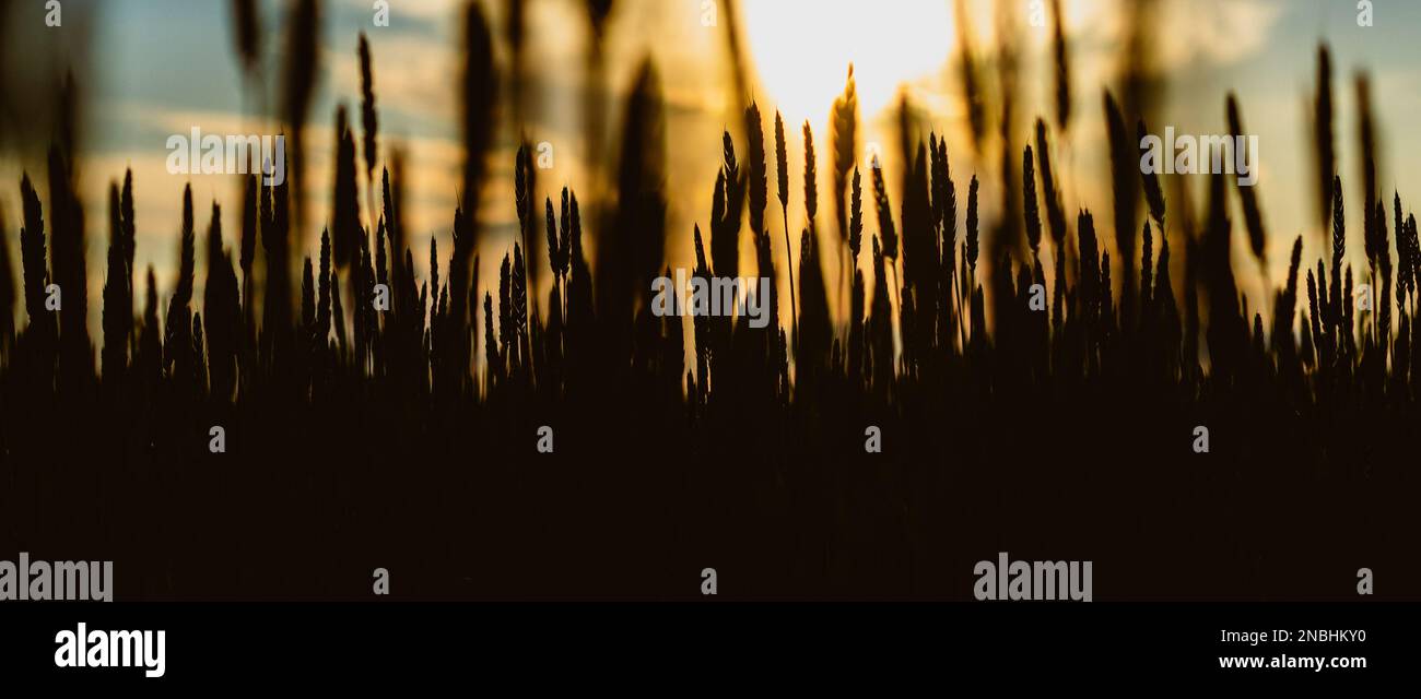 The concept of the world food crisis. Silhouettes of ears of wheat at ...
