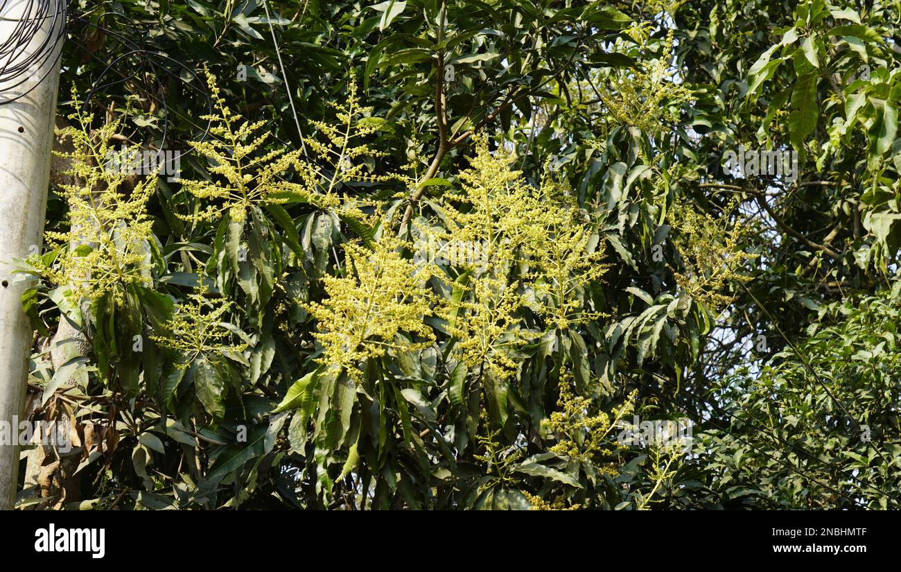 Bangladesh mango tree hi-res stock photography and images - Alamy