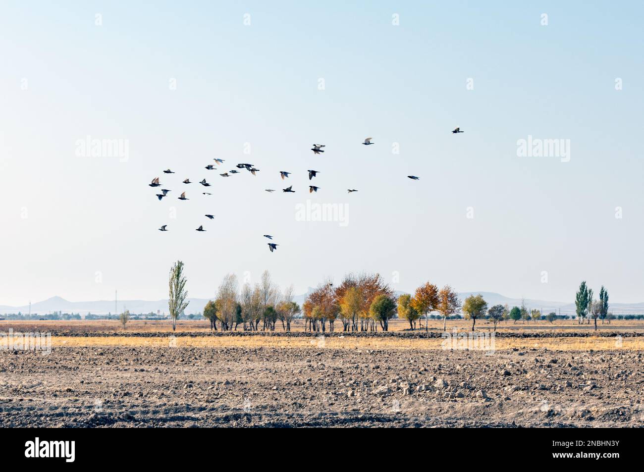 Pigeons in sun hi-res stock photography and images - Alamy