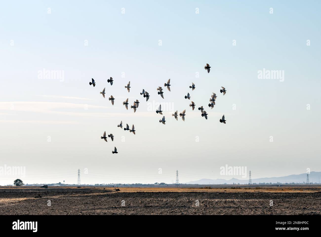 Pigeons flying over the sky in the desert Stock Photo - Alamy
