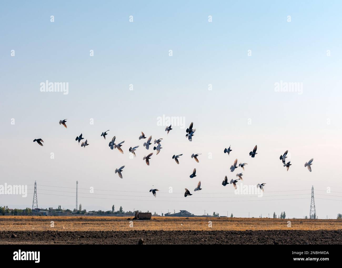Pigeon flying in background hi-res stock photography and images - Alamy