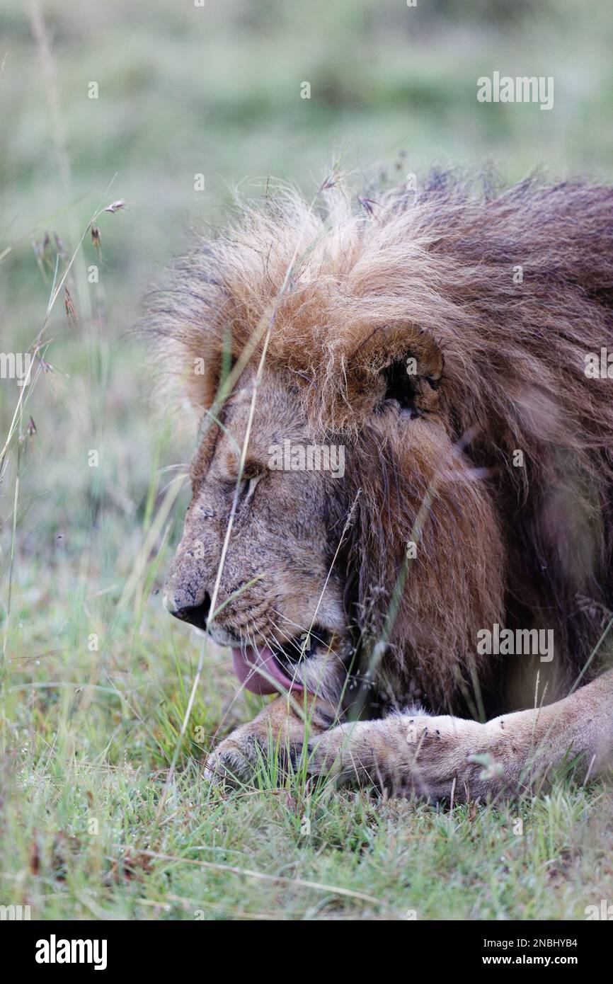 A male lion licking paw Stock Photo - Alamy