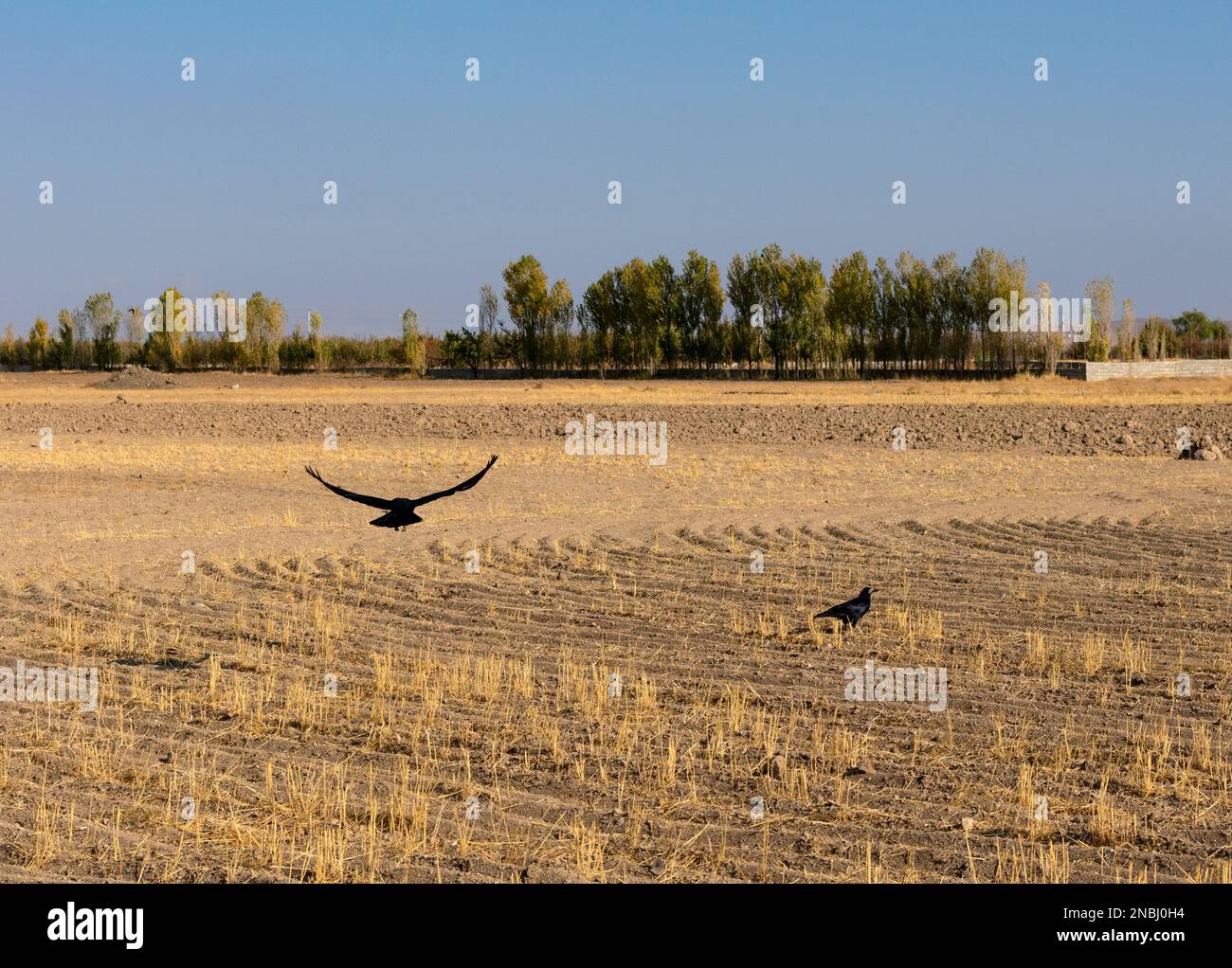 Crows tour hi-res stock photography and images - Alamy