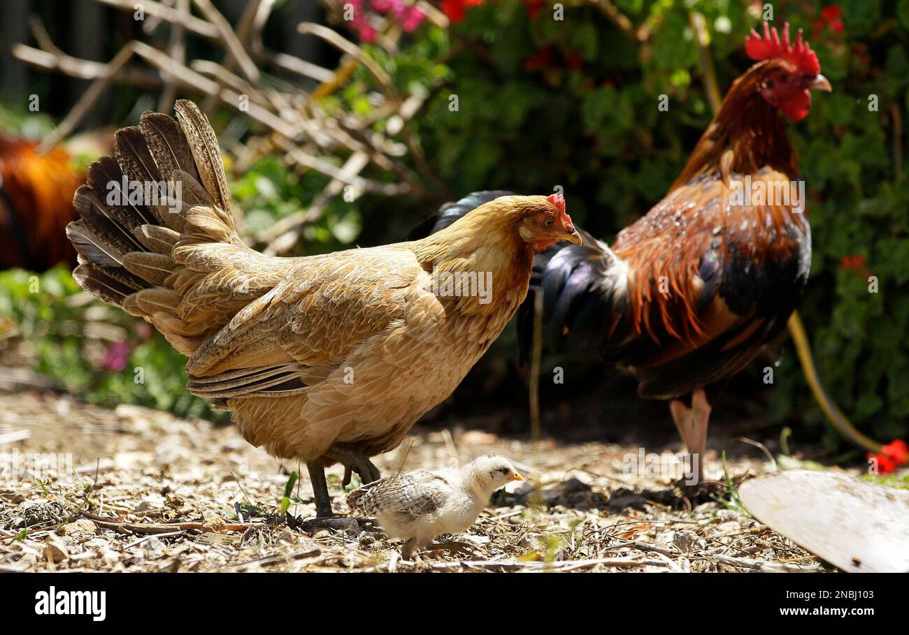 In this photo taken Wednesday, June 29, 2011, chickens are shown in a ...