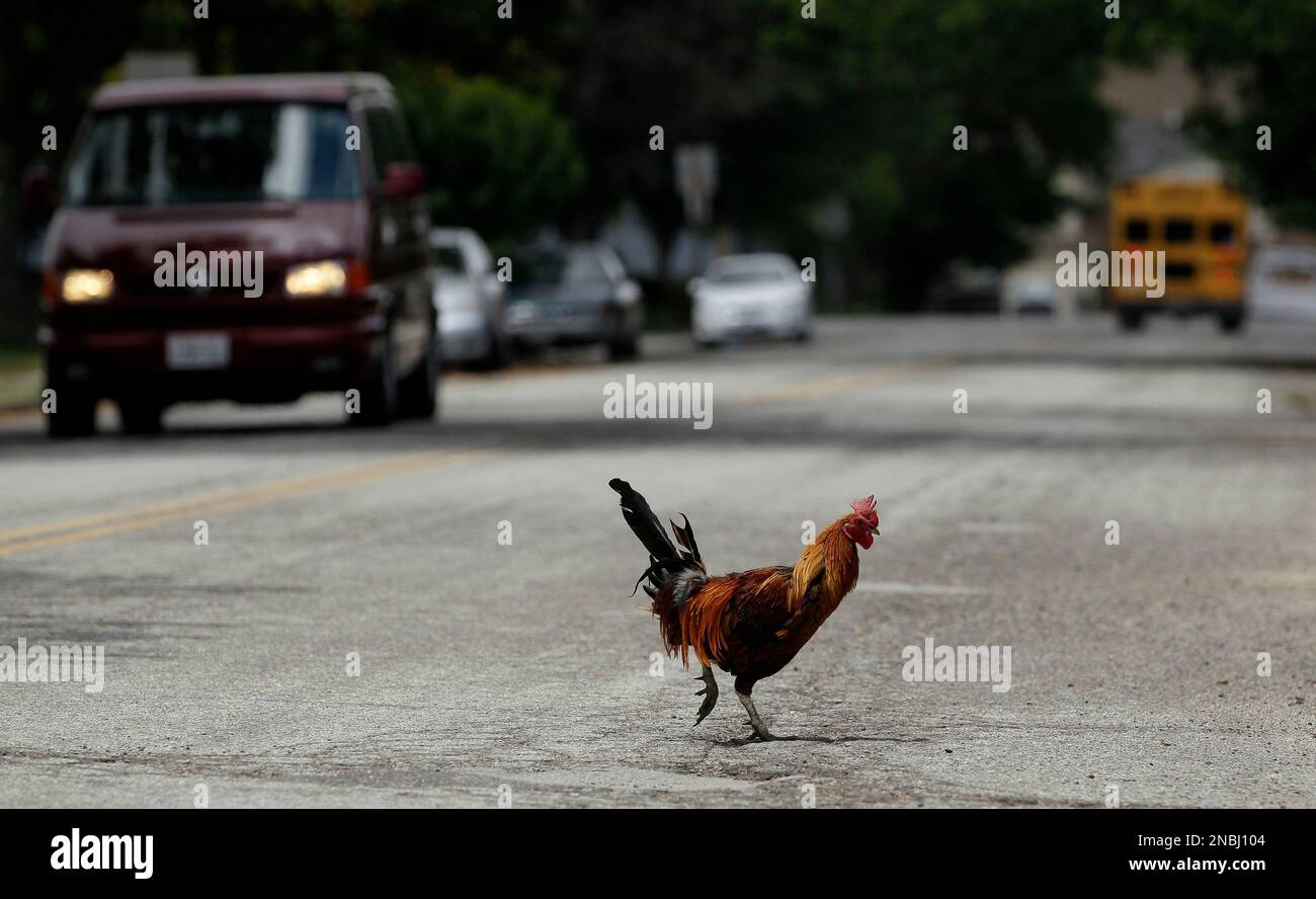 In this photo taken Wednesday, June 29, 2011, a chicken crosses the ...