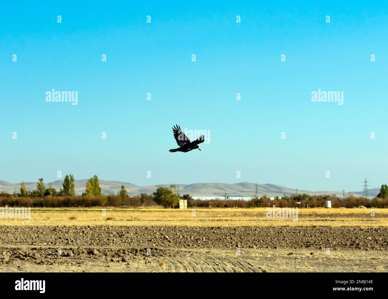 Crows tour hi-res stock photography and images - Alamy