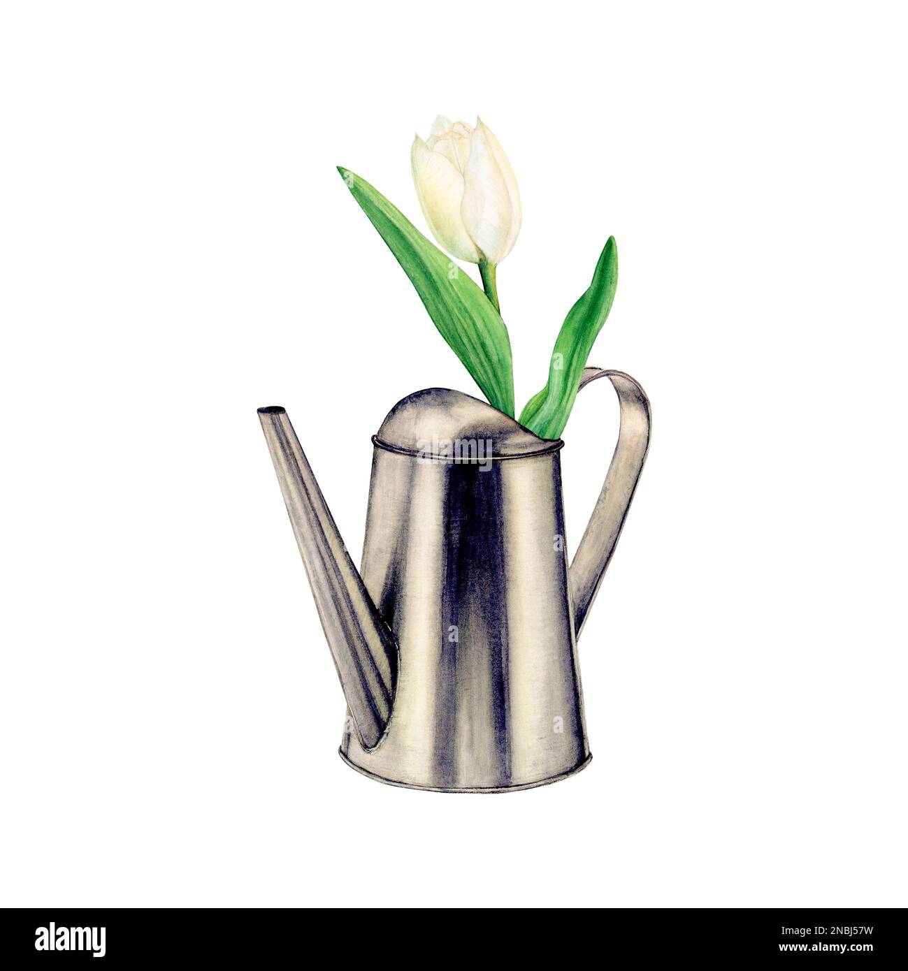 A white tulip flower in a metal watering can with a label Stock Photo ...