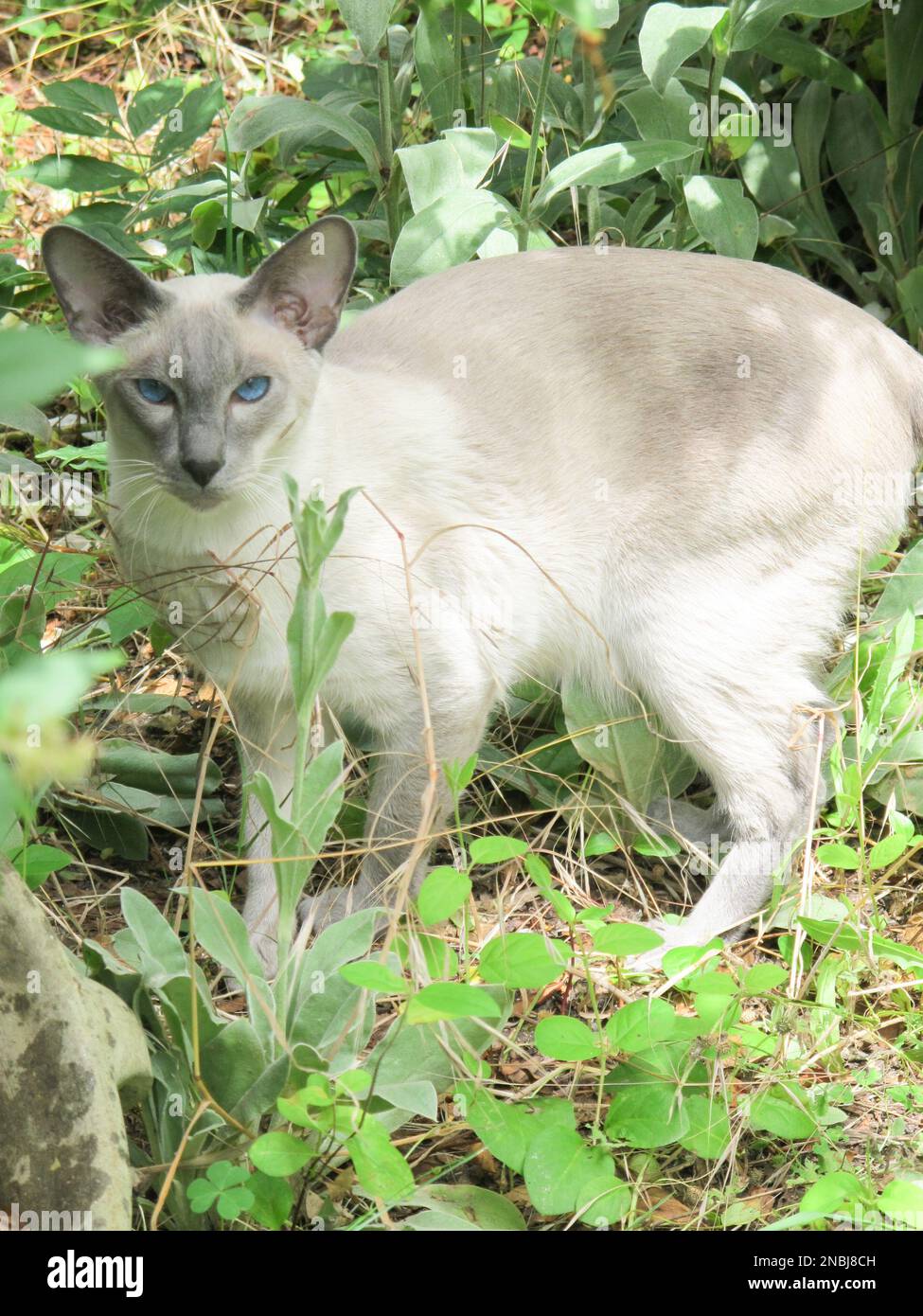 a gray Siamese Cat in garden Stock Photo - Alamy