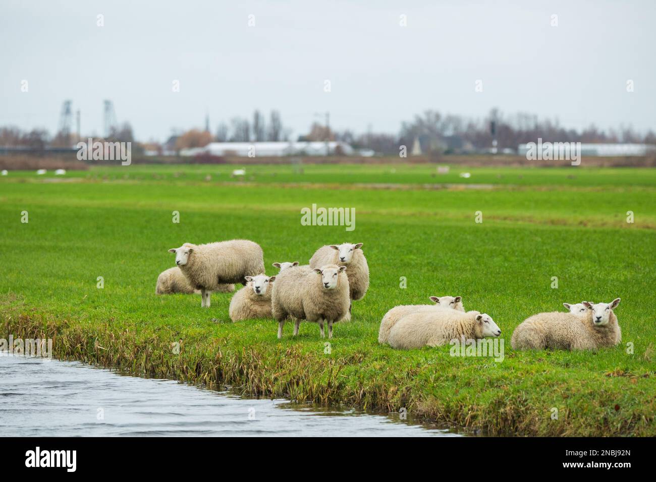 Landscape with herd of sheep lying in green meadows of the Rietveldsche ...