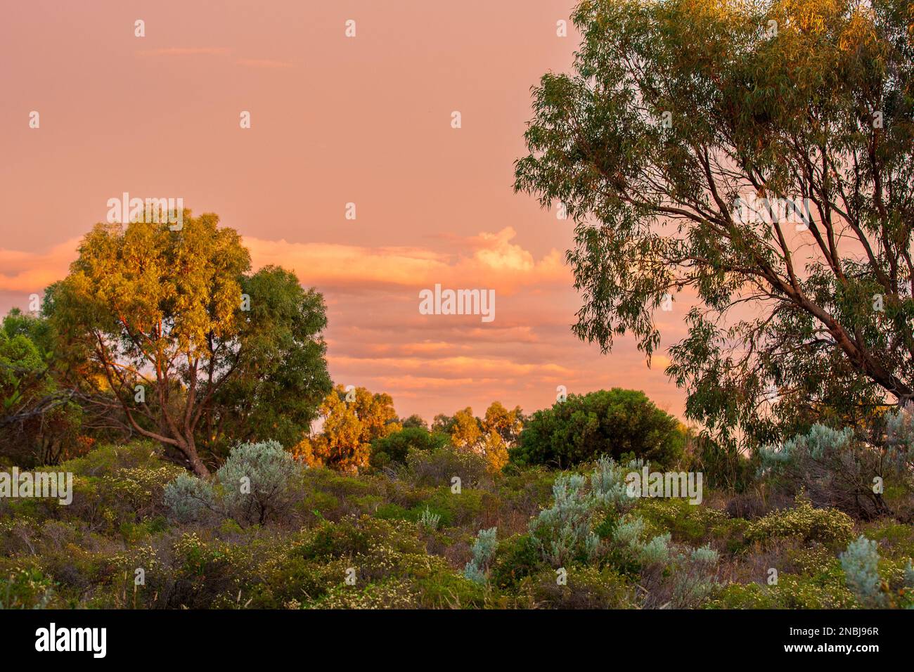 Australian landscape trees hi-res stock photography and images - Alamy