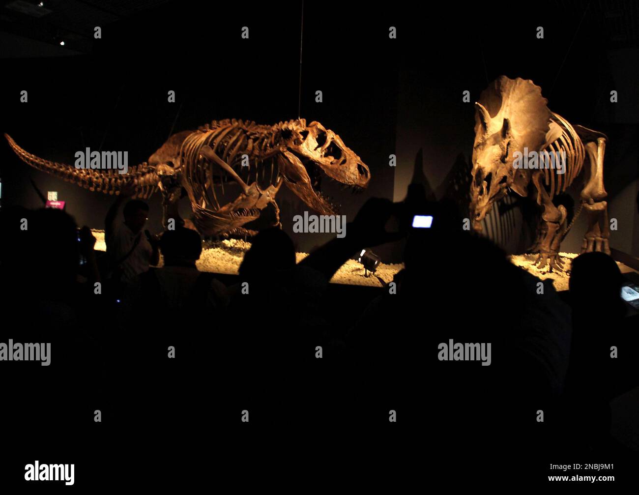 Replicas of full-length skeletons of two dinosaurs, Triceratops, right ...