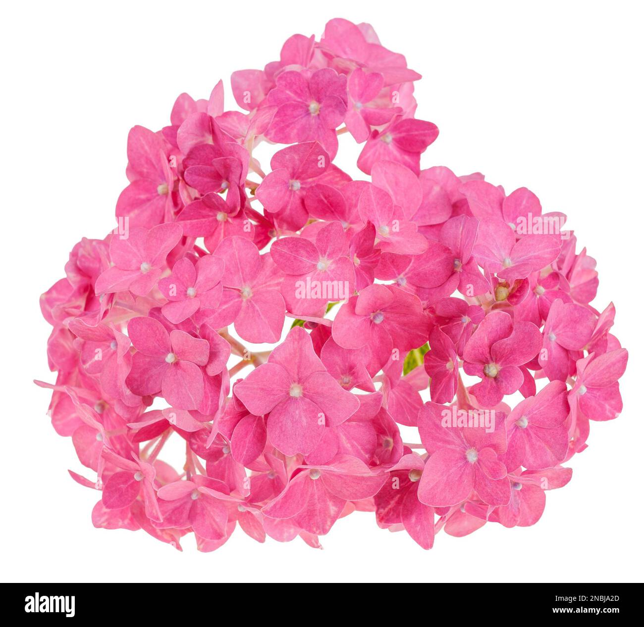 hydrangea flowers isolated on white background Stock Photo - Alamy