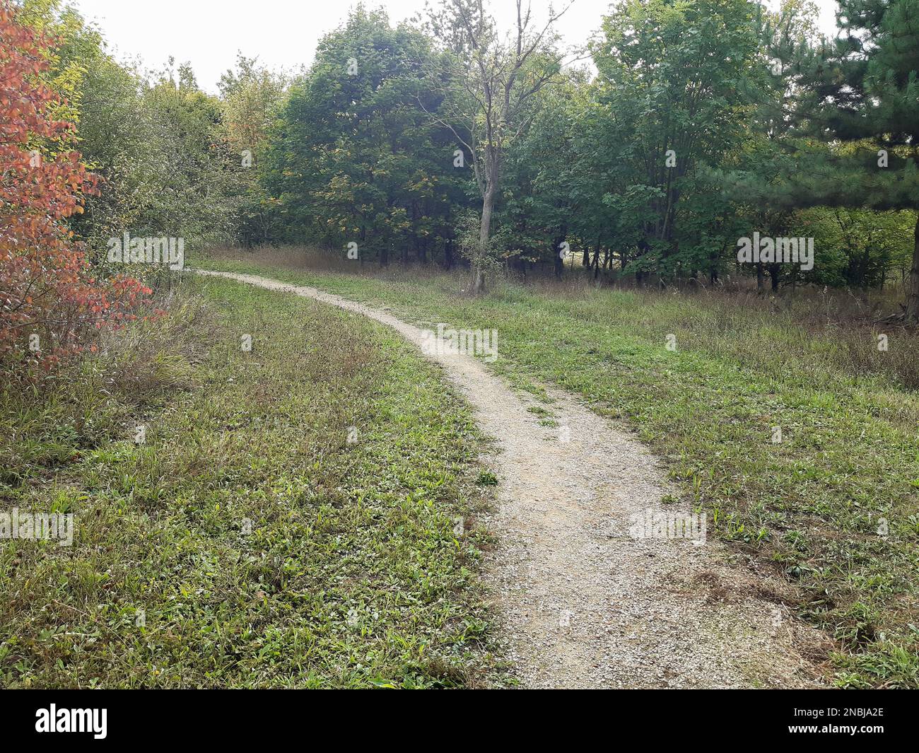 nature path though in forest pathway in pine trees in hostens Gironde ...