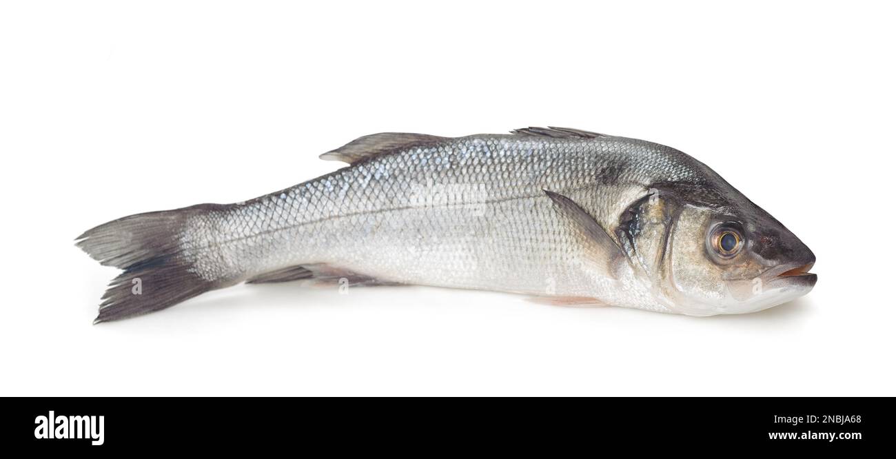 European bass isolated on white background Stock Photo - Alamy