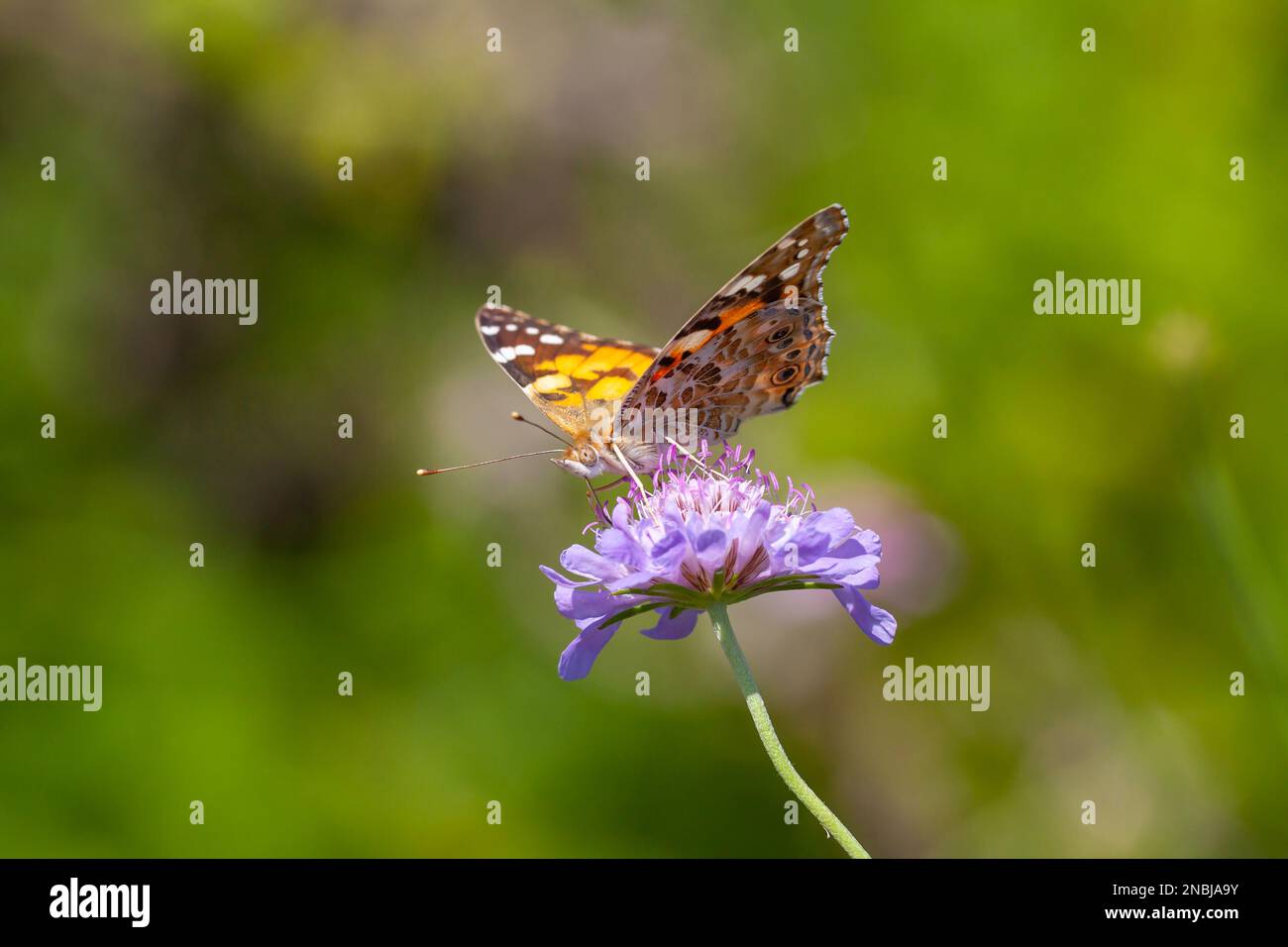 Large butterfly feeding on Scabiosa columbaria (Scabies) plant, Painted ...