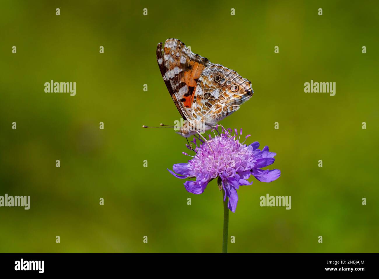 Large butterfly feeding on Scabiosa columbaria (Scabies) plant, Painted ...