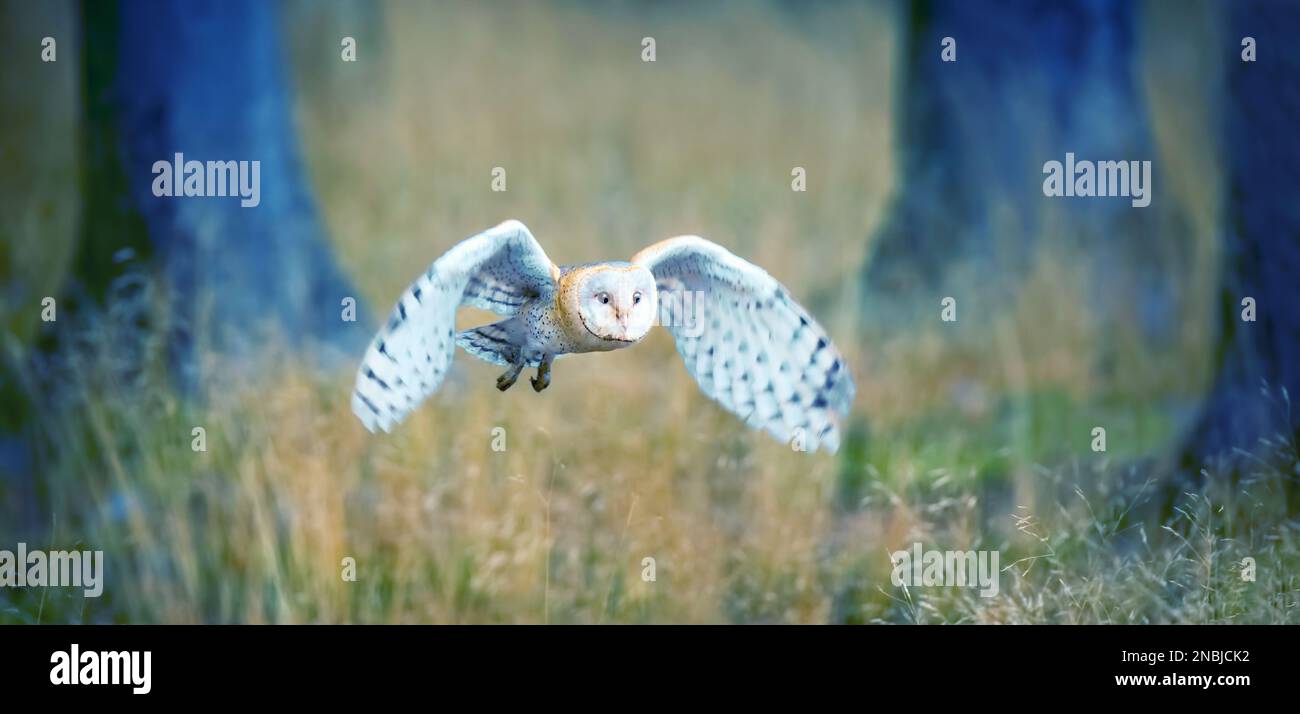 Owl in the dark forest. Barn owl, Tyto alba, nice bird fly on the old ...