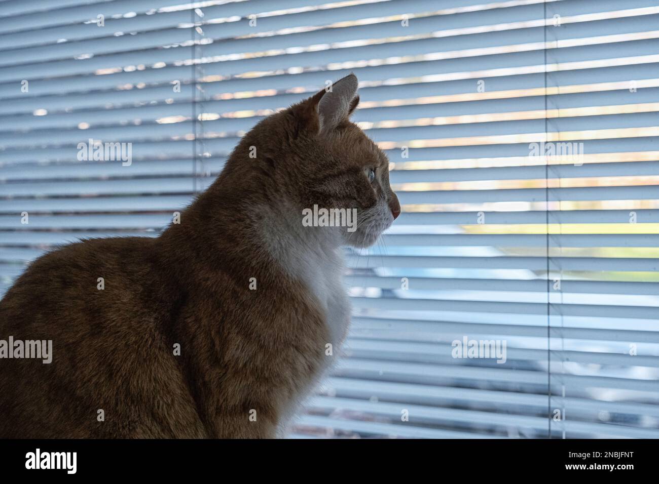 Side view of a red cat looking out the window through the blinds Stock ...