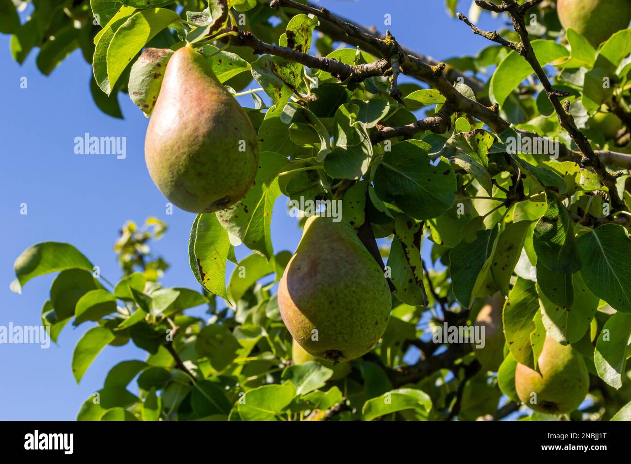 A bunch of pears in the tree. Benefits of pears. Blue sky Background ...