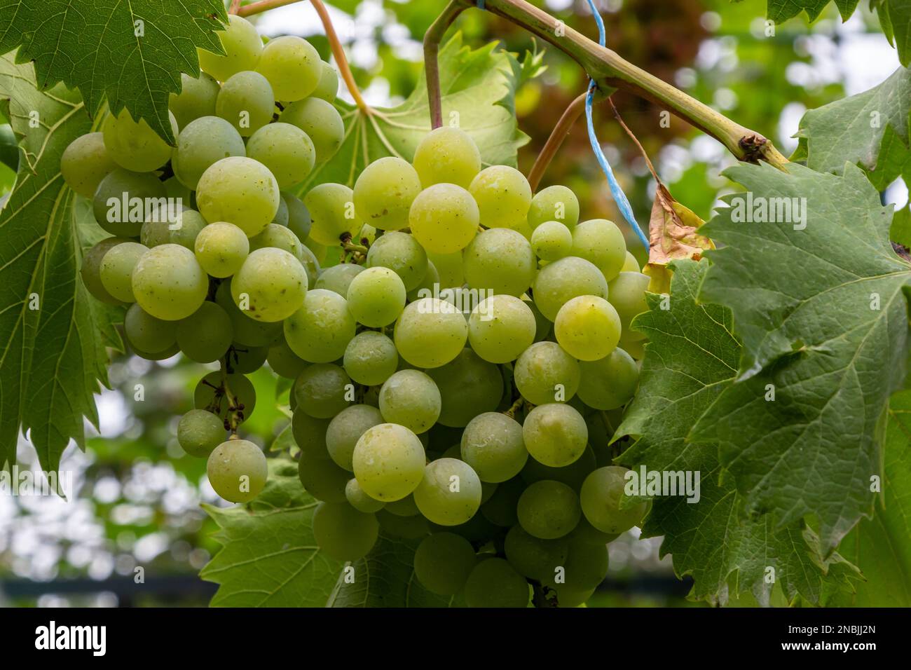 Ripe grapes grow on bushes. Bunch of grapes before harvest Stock Photo ...