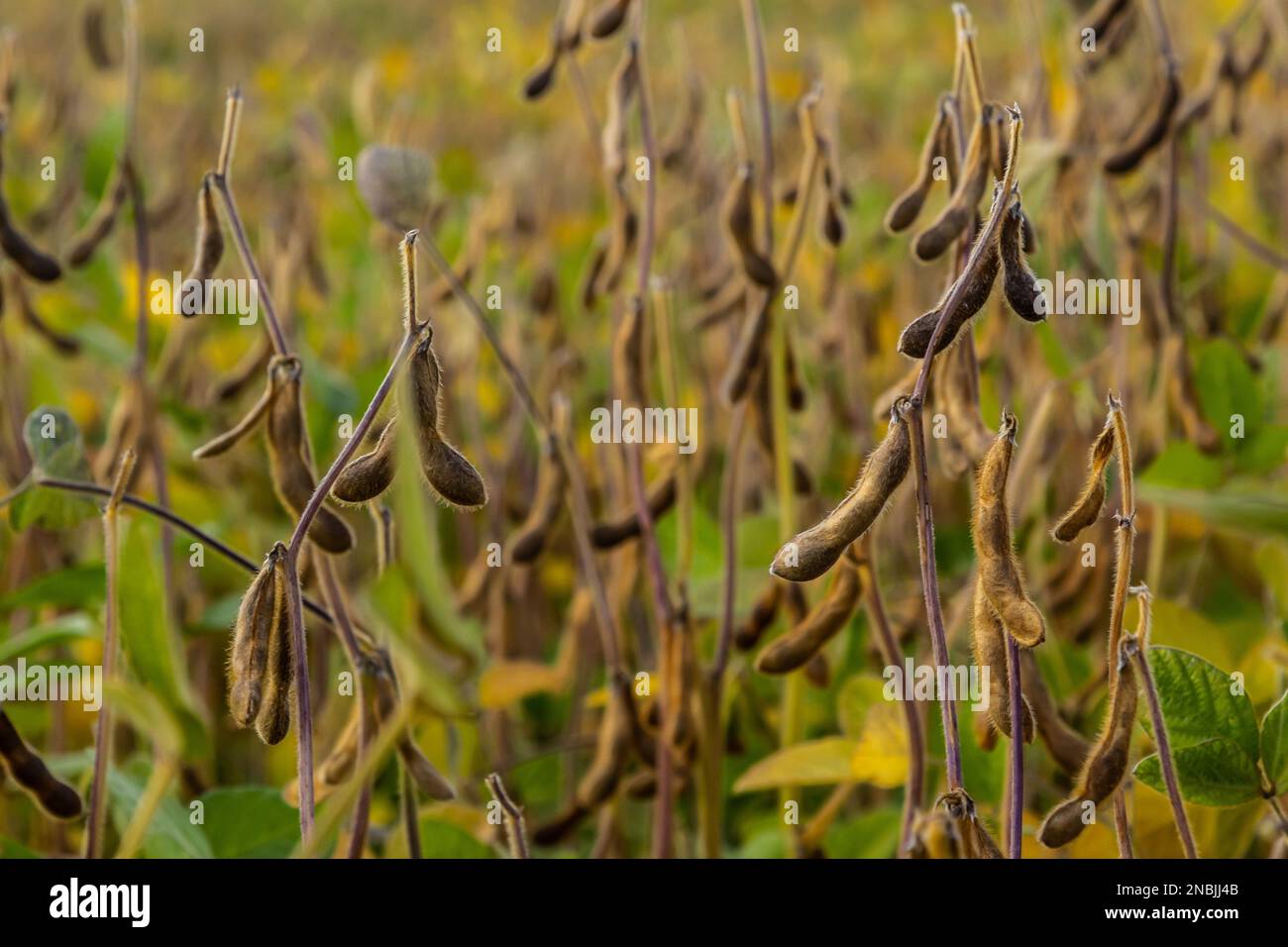 soybean shell in the soybean field. yellow and brown pods. Productivity ...