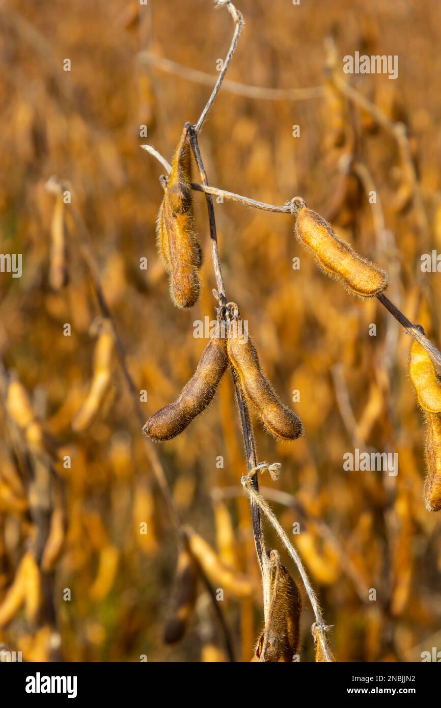 Soybeans pod macro. Harvest of soy beans - agriculture legumes plant ...