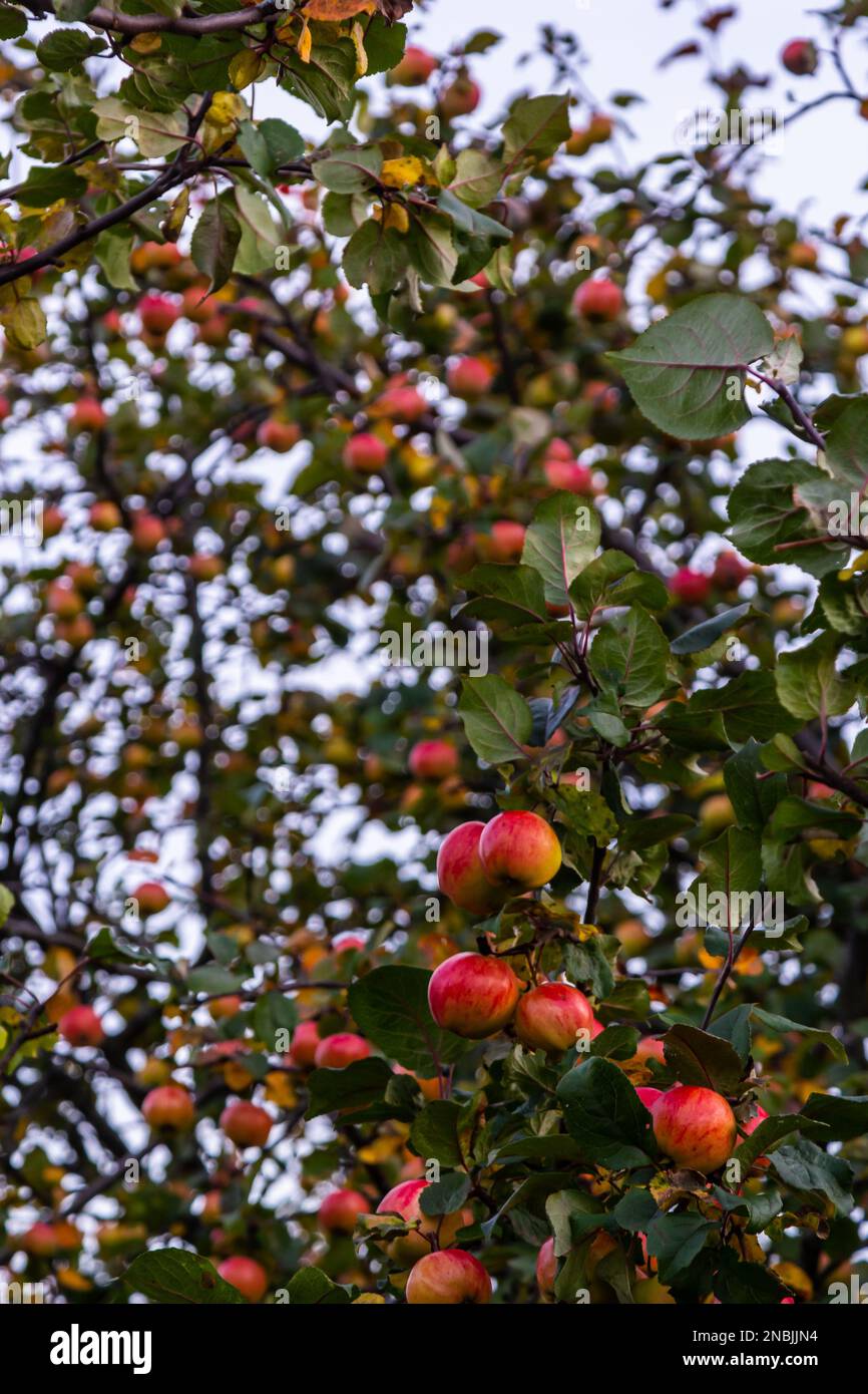Tree agriculture farming fruit hi-res stock photography and images - Alamy