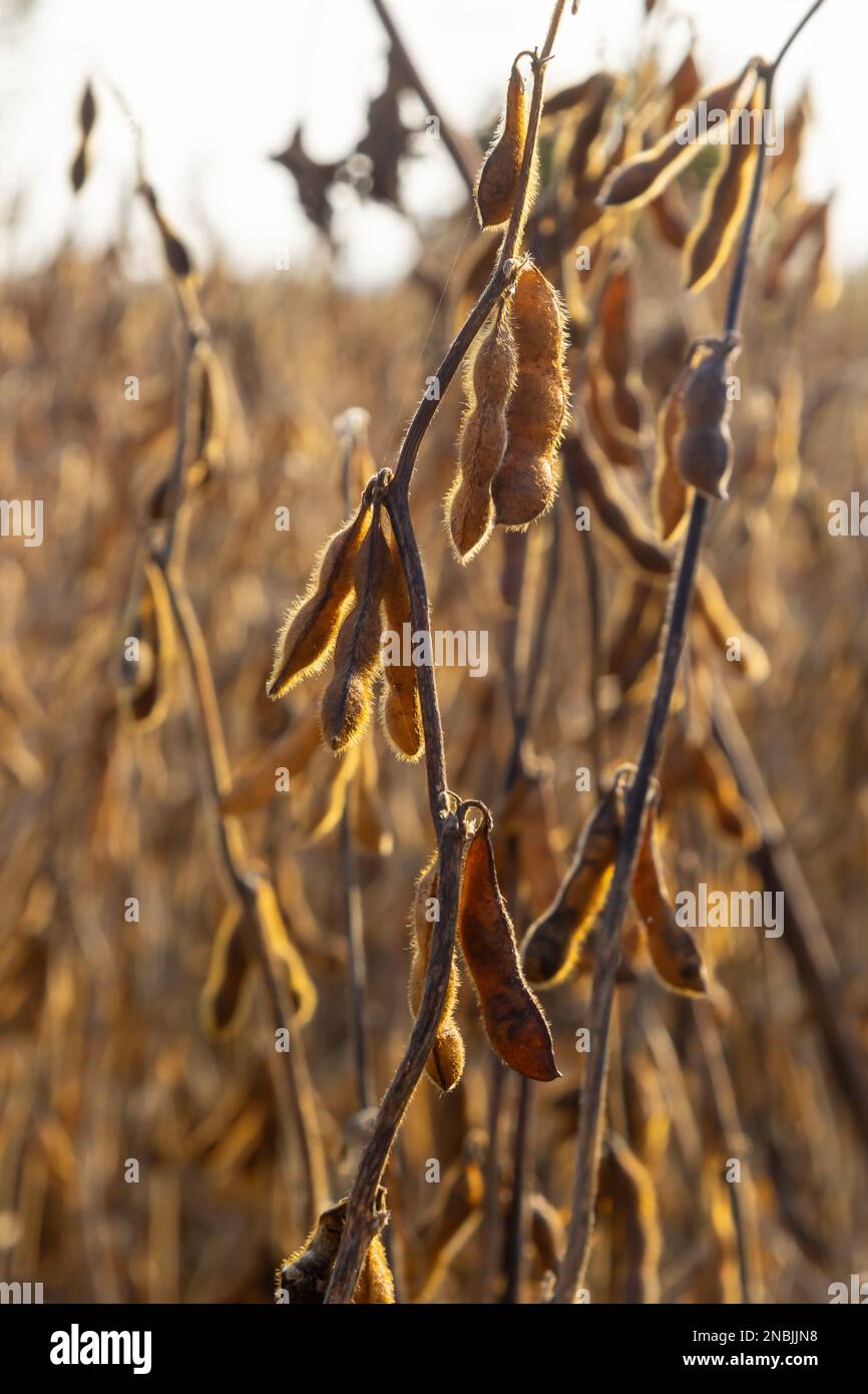 Soybean fields. Ripe golden-yellow soybean pods at sunset. Soybean ...
