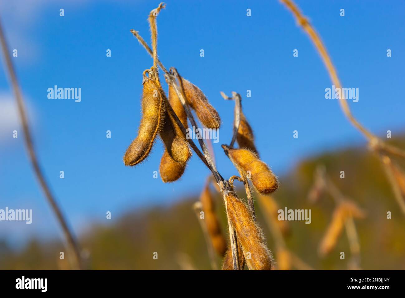Soybean fields. Ripe golden-yellow soybean pods at sunset. Soybean ...
