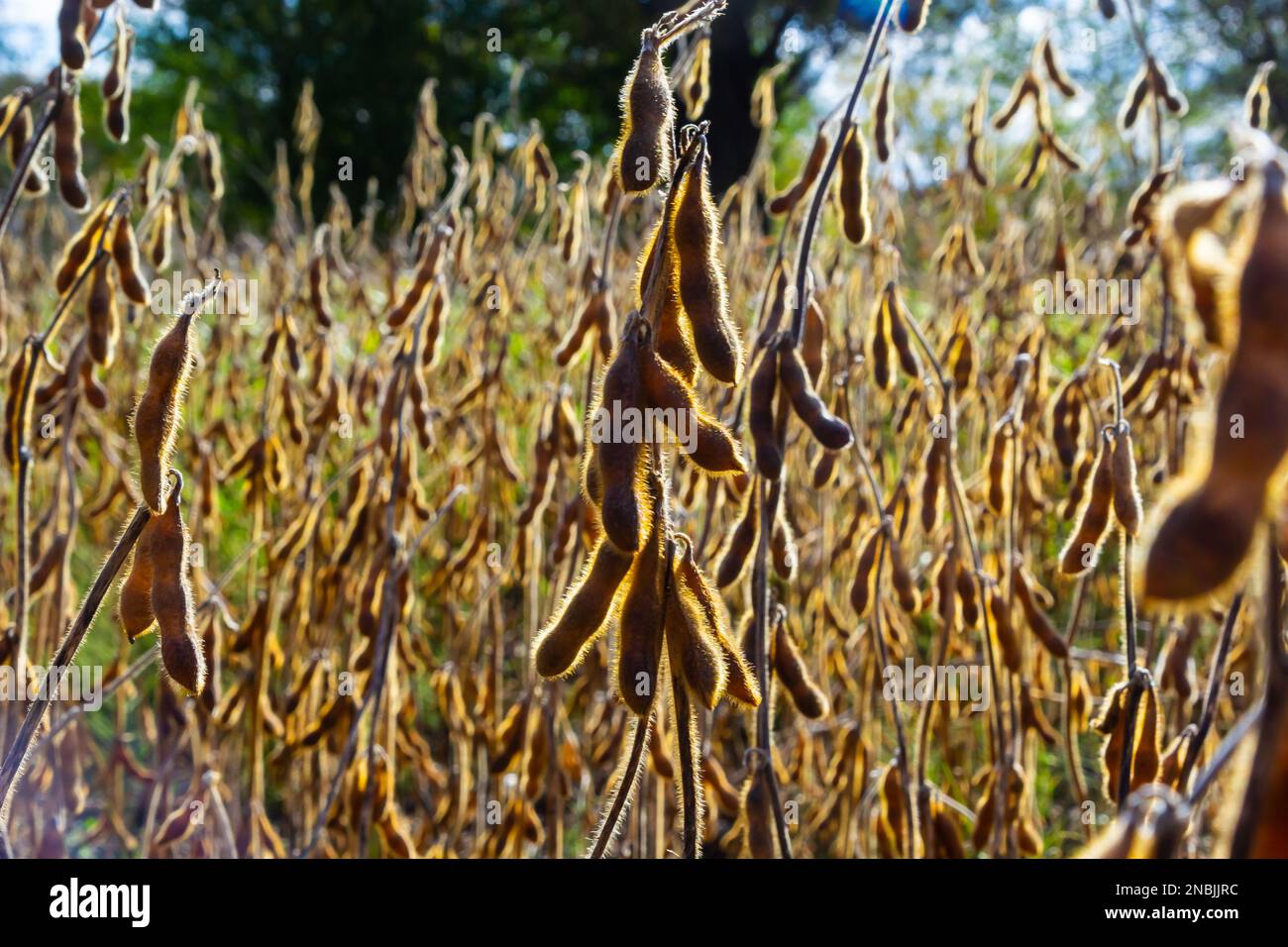 Soybean fields. Ripe golden-yellow soybean pods at sunset. Soybean ...
