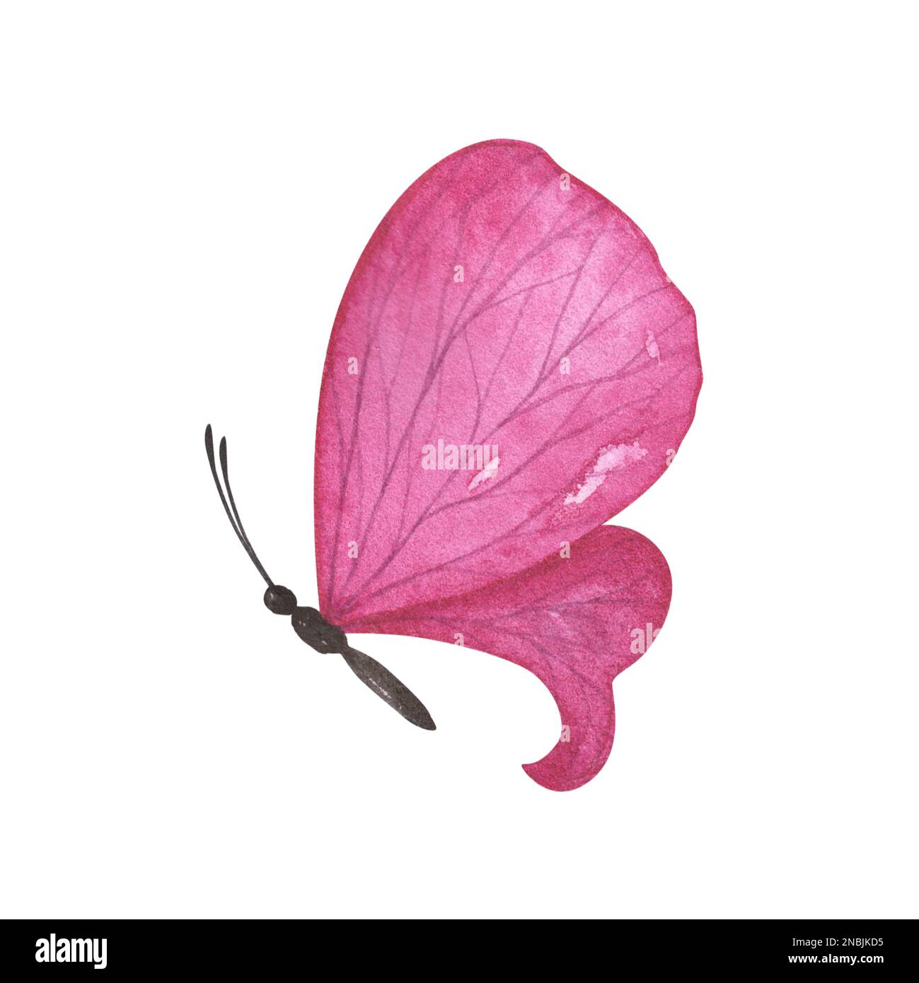 Magenta color light butterfly with detailed wings isolated on white ...