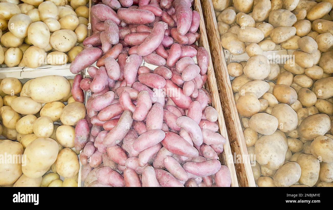 Variety of raw uncooked organic potatoes different kind and colors red ...