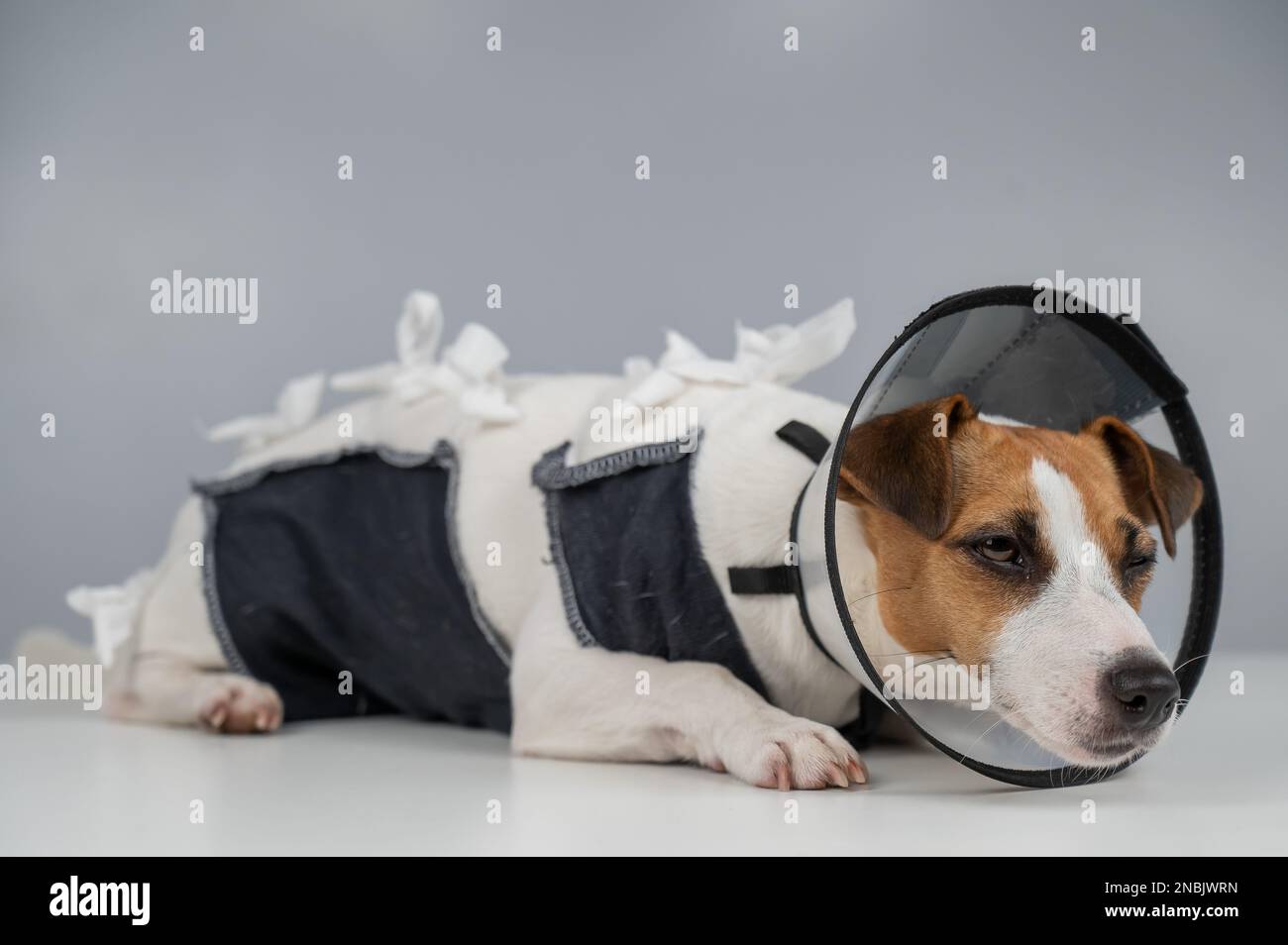 Sad dog jack russell terrier in a blanket and a cone collar after ...