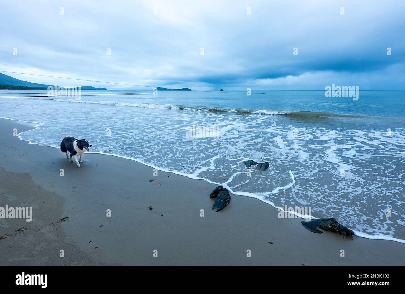 Dog walking on Kewarra Beach with Tropical Cyclone Gabrielle lurking ...