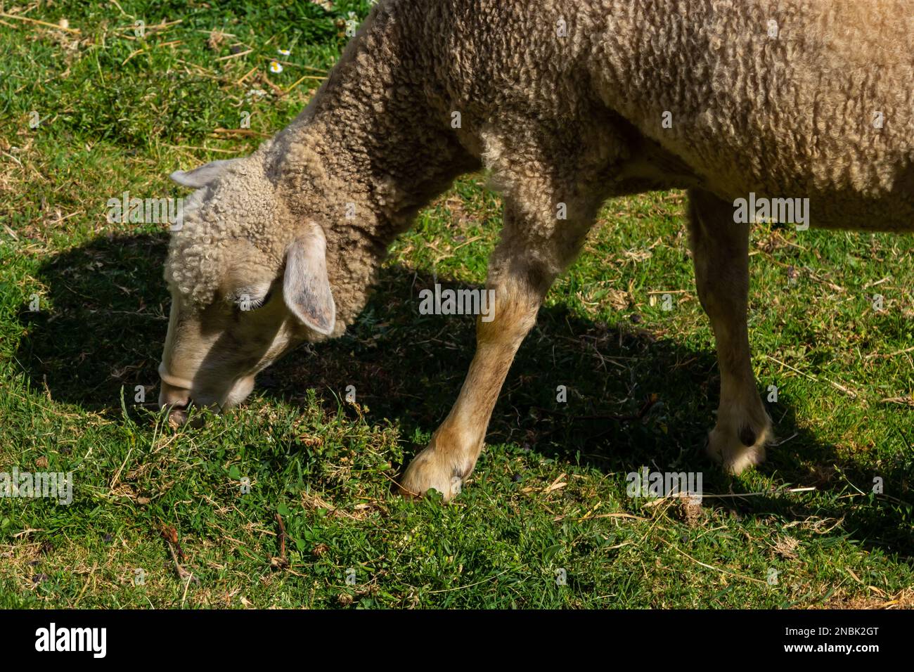 The sheep are pasturing on the farm, care of household pets. Warm ...