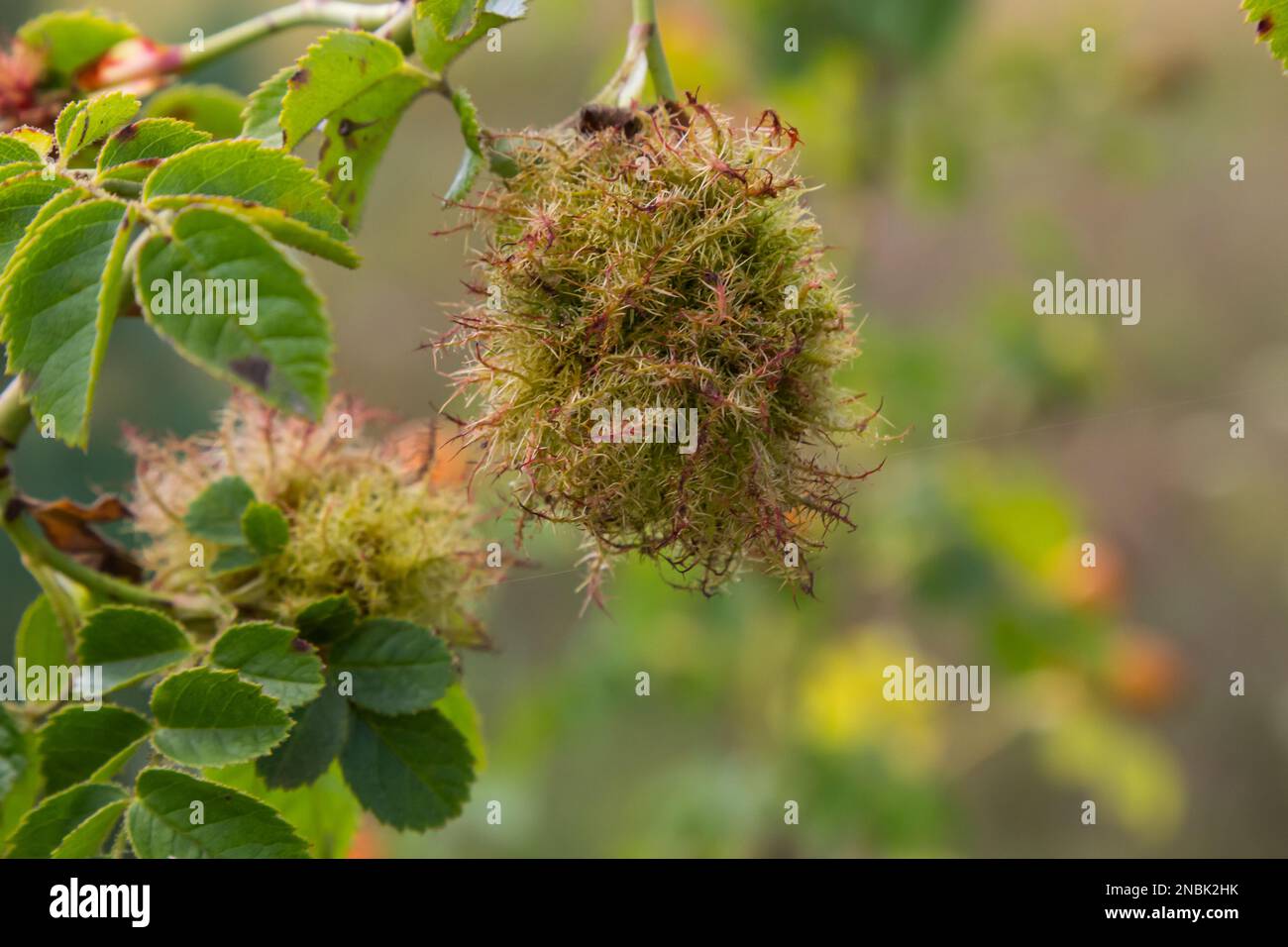 Rose bedeguar gall, caused by the gall wasp Diplolepis rosae, on a ...
