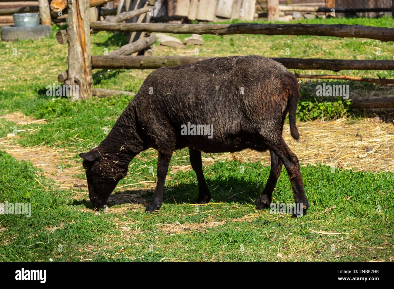 The sheep are pasturing on the farm, care of household pets. Warm ...