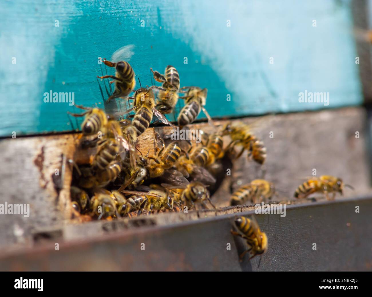swarm of honey bees flying around beehive. Bees returning from ...